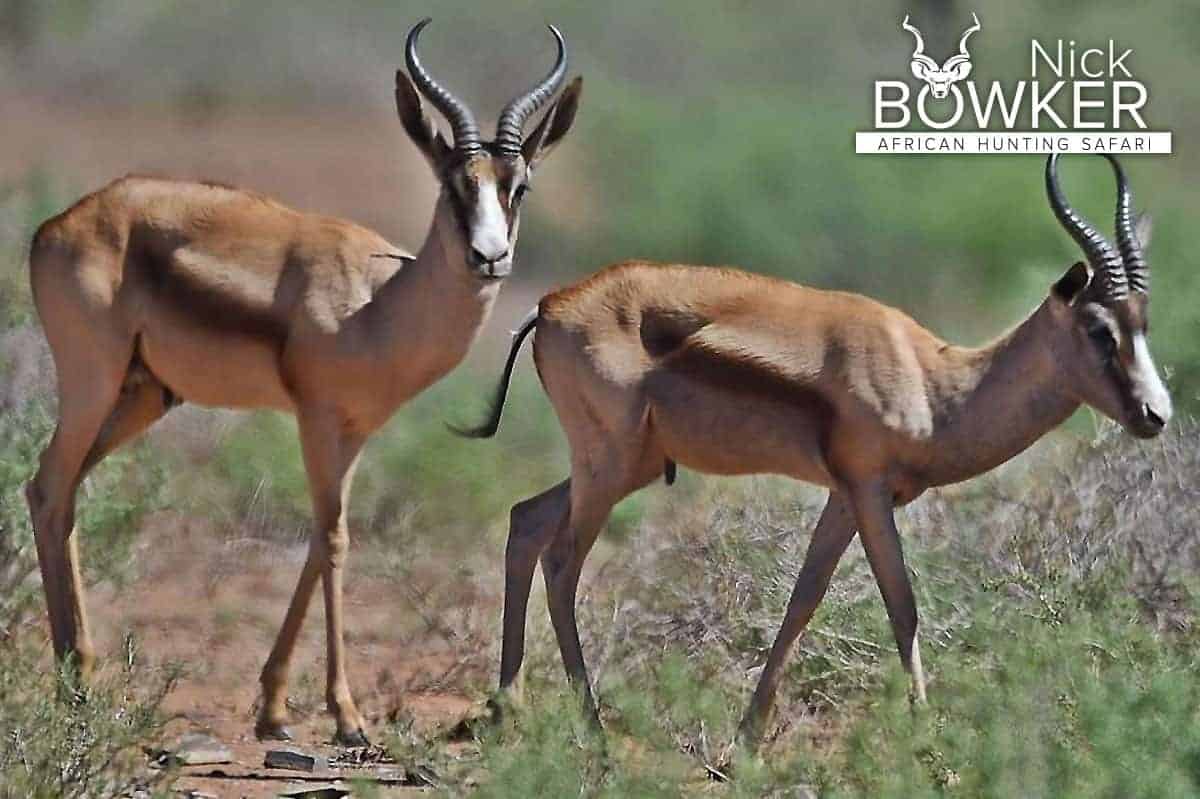 Copper Springbok Hunting – About Copper Springbok Hunts