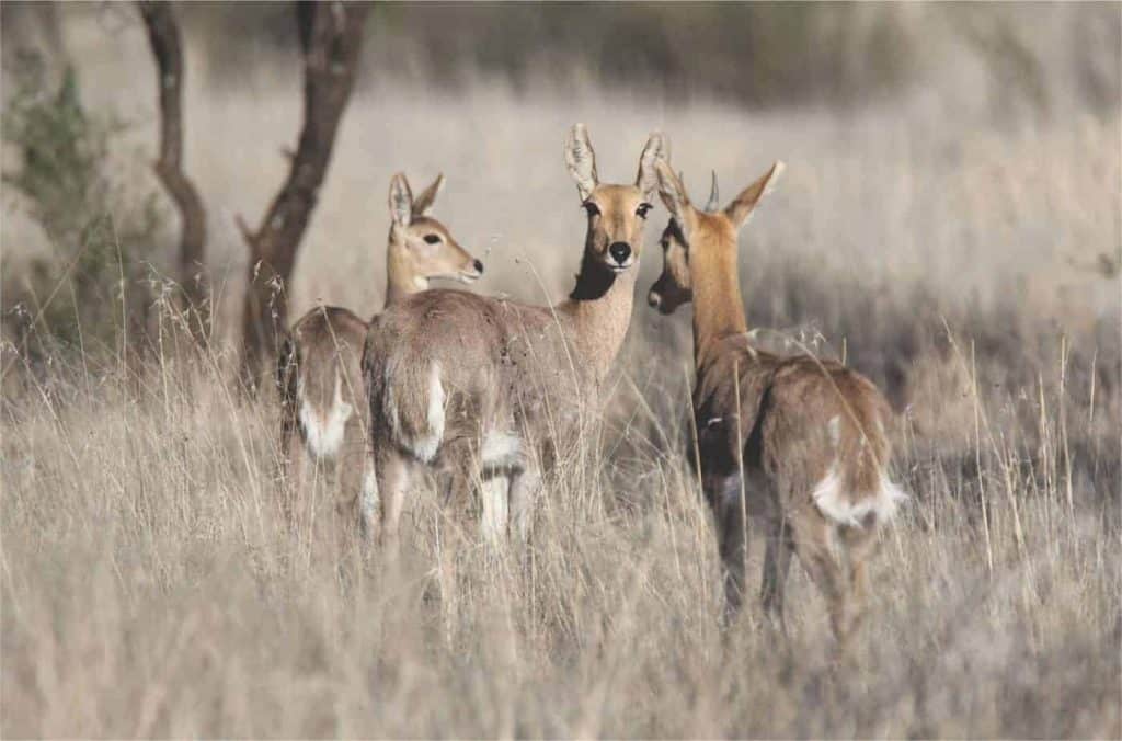Mountain Reedbuck Hunting - About Reedbuck Hunts