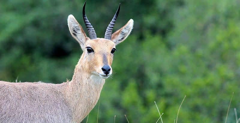 Mountain Reedbuck Hunting - About Reedbuck Hunts