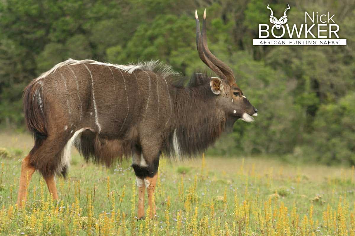Nyala Hunting - All You Need to Know About Nyala Hunts