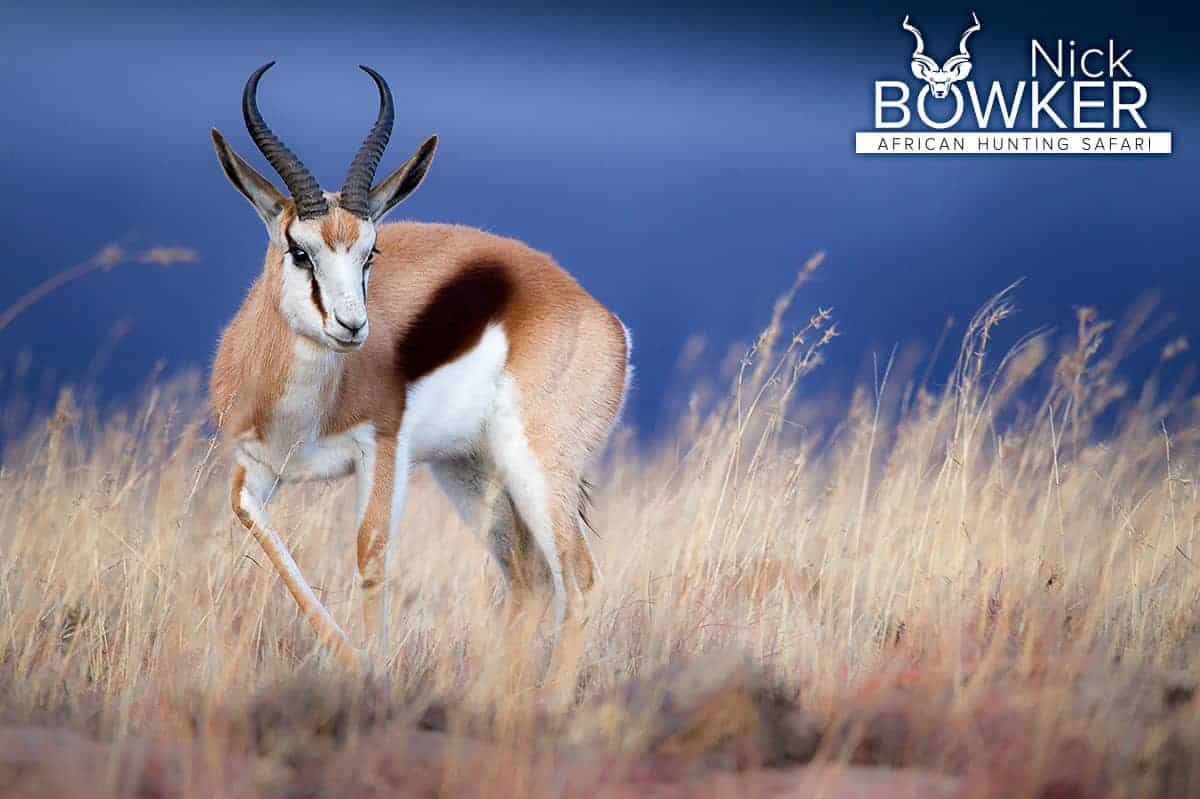 Springbok Hunting in - All You Need to Know About Springbok Hunts