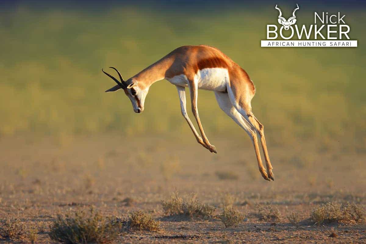 Springbok Hunting in - All You Need to Know About Springbok Hunts