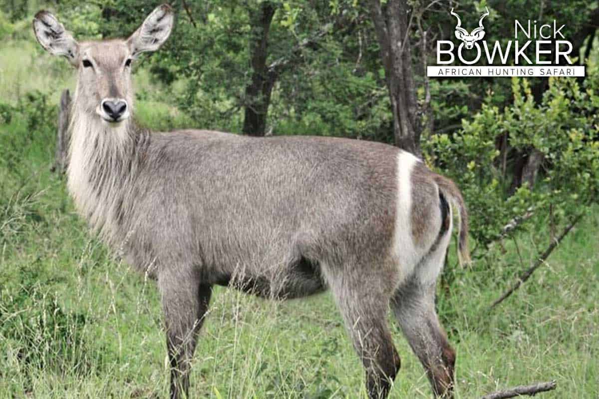 Waterbuck Hunting - All You Need to Known About Hunting Waterbuck