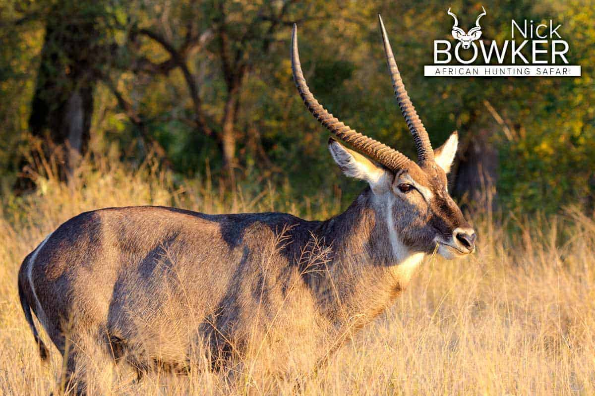 Waterbuck Hunting - All You Need to Known About Hunting Waterbuck