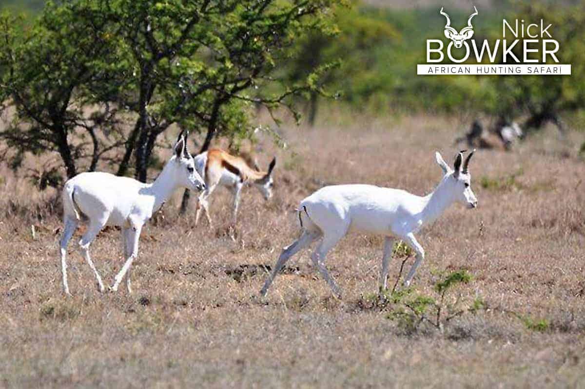 White Springbok Hunting - About White Springbok Hunts