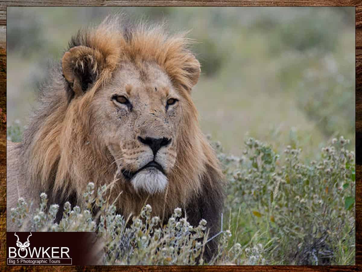 Exploring the Majestic Lions of Addo Elephant Park