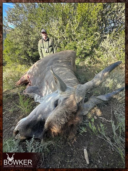 Eland Hunting - All You Need to know About Hunting Cape Eland