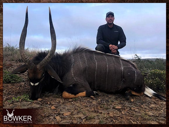 Nyala Hunting - All You Need to Know About Nyala Hunts