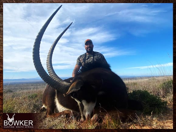 The Thrill of Sable Antelope Hunting: Guide to Hunting Sable