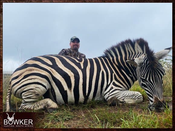 Zebra Hunting. All You Need to Know About Zebra Hunts.