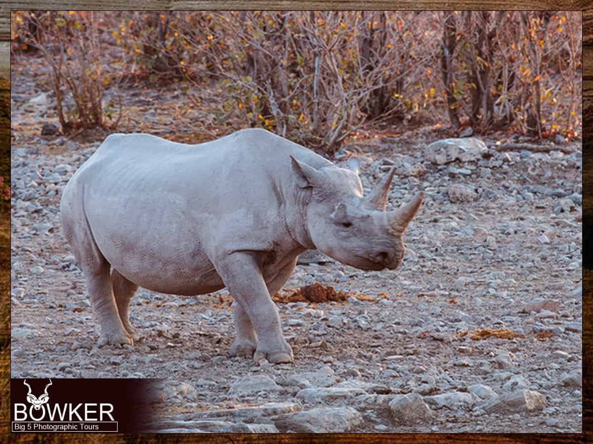 The Realm of African Giants Addo Elephant Park's Black Rhino