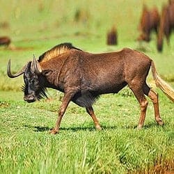 Plains Game Hunting in Africa - Best Plains Game Hunt.