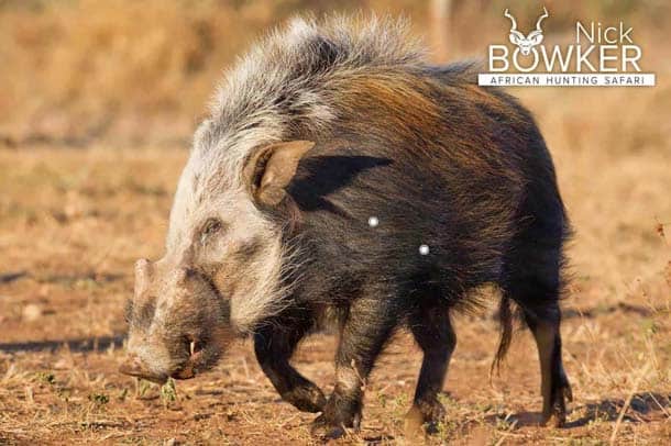Bushpig Hunting - All You Need to Know About Hunting Bushpig