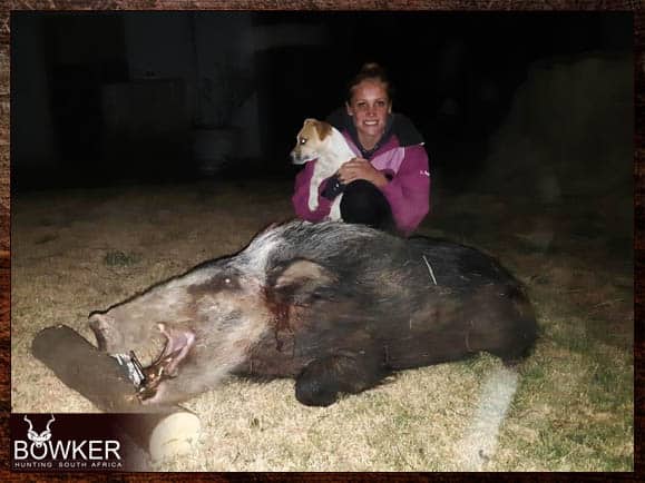 Bushpig Hunting - All You Need to Know About Hunting Bushpig