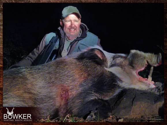 Bushpig Hunting - All You Need to Know About Hunting Bushpig
