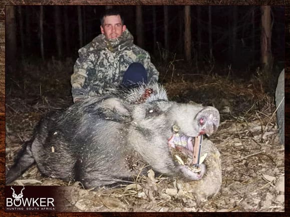 Bushpig Hunting - All You Need to Know About Hunting Bushpig