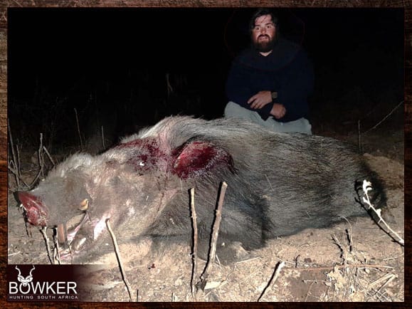 Bushpig Hunting - All You Need to Know About Hunting Bushpig