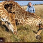 Giraffe Hunting. All You Need to Know About Hunting Giraffe.