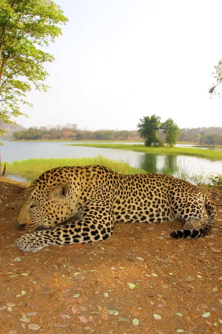 Thrilling and Memorable Dangerous Game Hunting Adventures