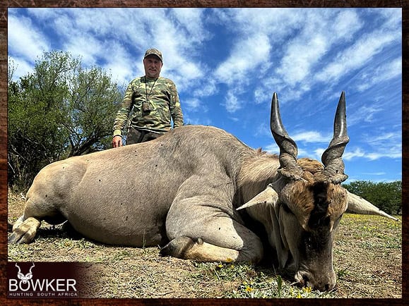 Eland Hunting - All You Need to know About Hunting Cape Eland