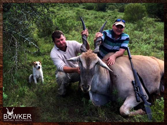 Eland Hunting - All You Need to know About Hunting Cape Eland
