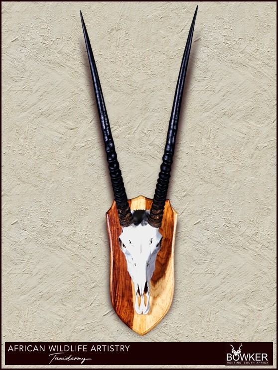 South African Taxidermy Prices - Calculate Your Africa Taxidermy Cost