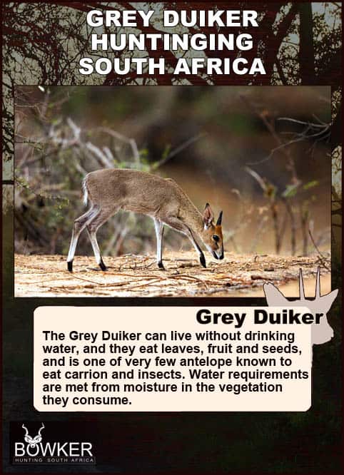 Common Grey Duiker Hunting - Expert Tips for Duiker Hunts