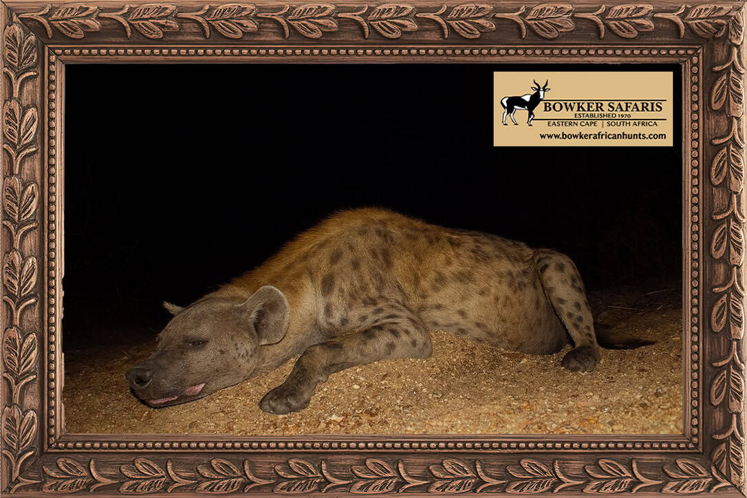 Thrilling and Memorable Dangerous Game Hunting Adventures