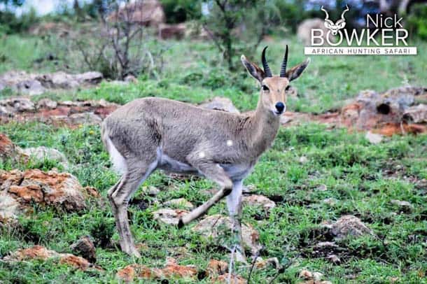 Mountain Reedbuck Hunting - About Reedbuck Hunts