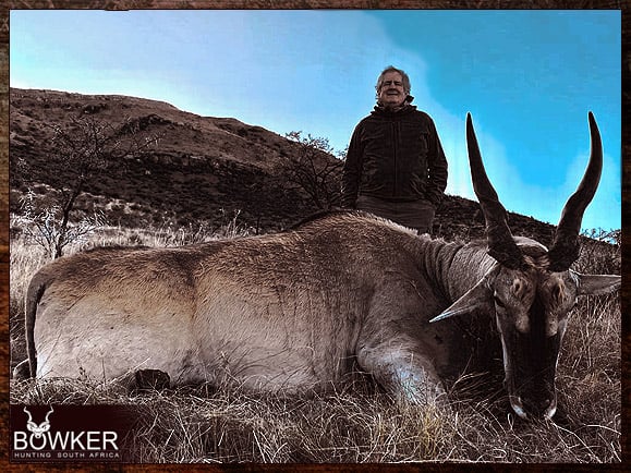 Eland Hunting - All You Need to know About Hunting Cape Eland