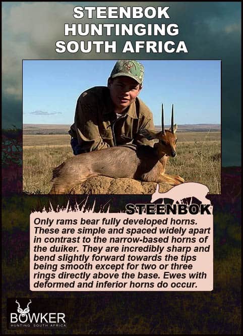 Steenbok Hunting - All You Need to Known About Hunting Steenbok