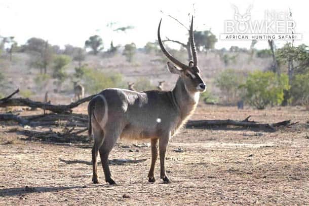Waterbuck Hunting - All You Need to Known About Hunting Waterbuck