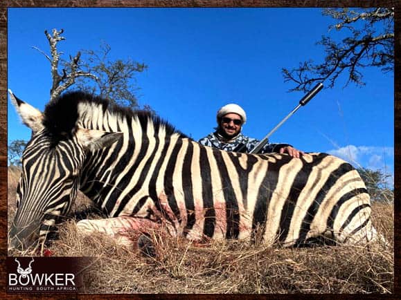 Zebra Hunting. All You Need to Know About Zebra Hunts.
